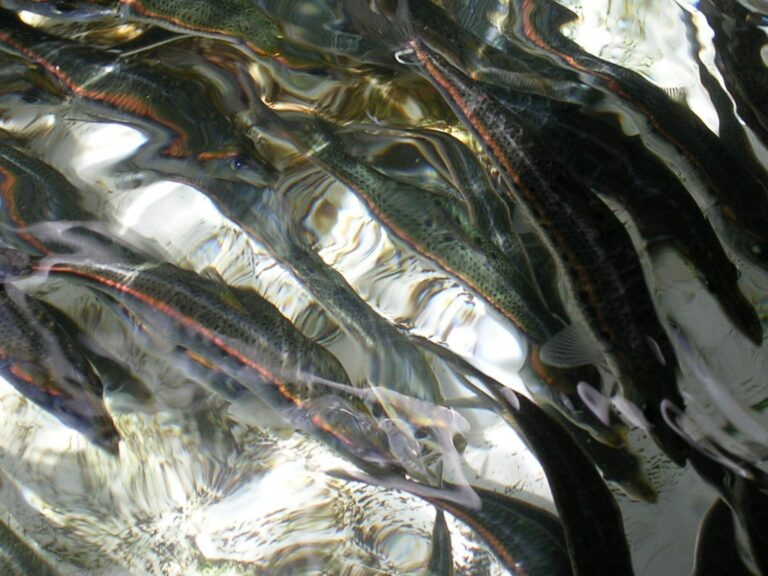 Regional Mark Processing Center (RMPC) – PSMFC